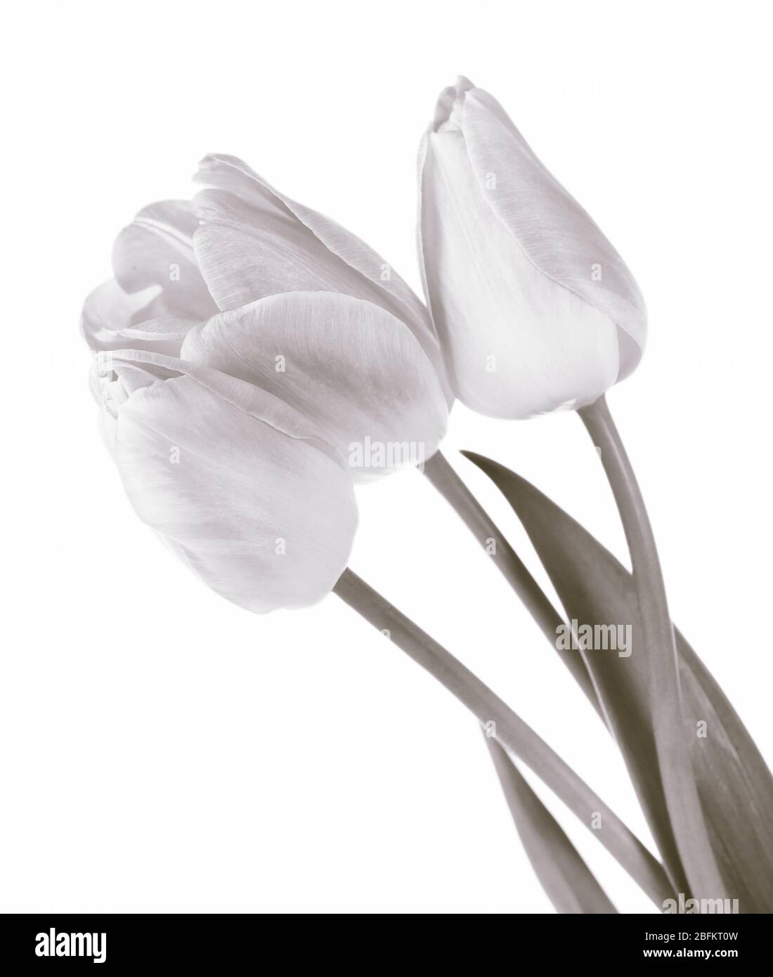 Beautiful spring flowers. Retro effect Stock Photo - Alamy