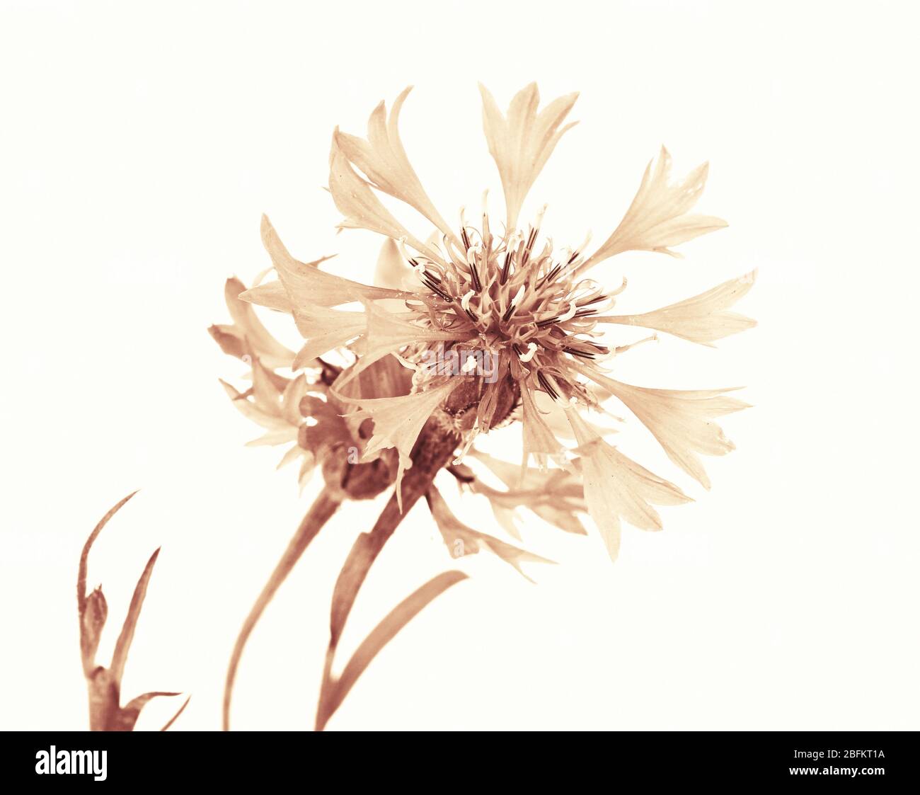 Beautiful spring flowers. Retro effect Stock Photo - Alamy