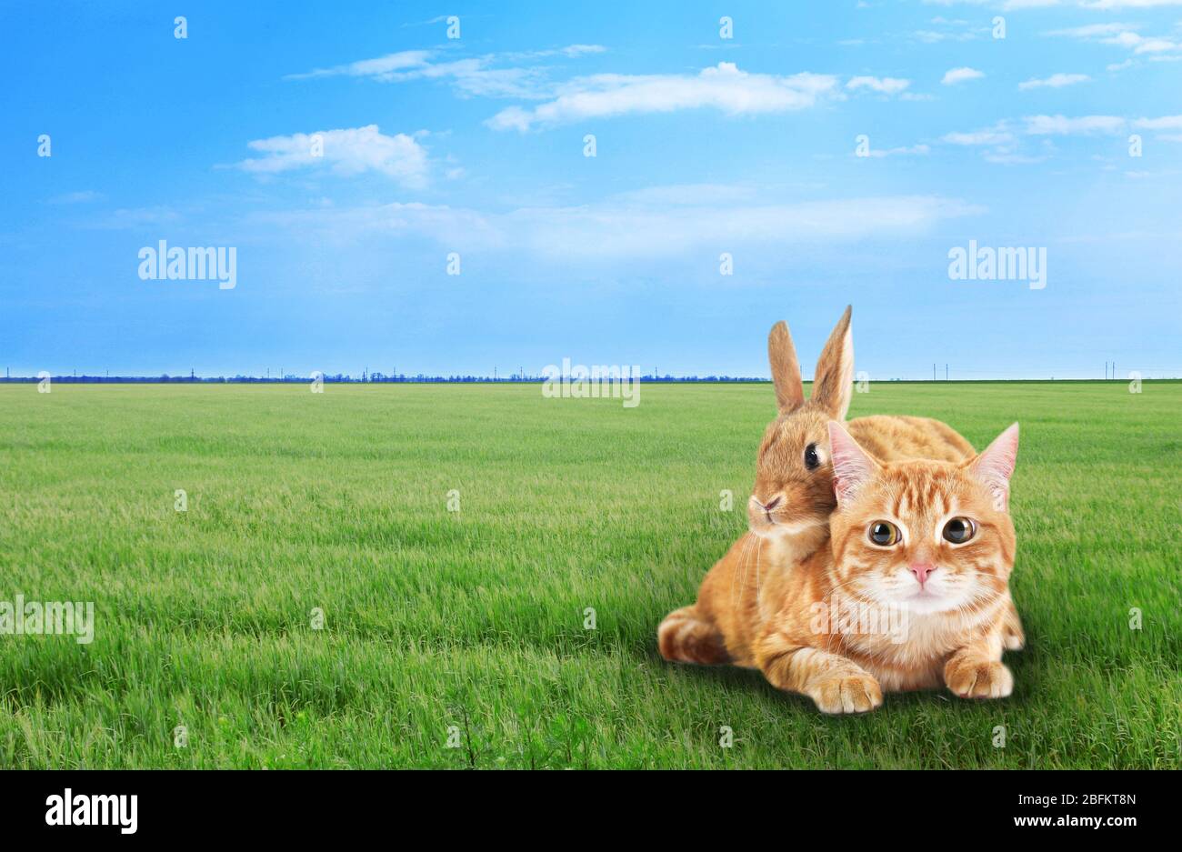 Cute cat and rabbit on green grass Stock Photo - Alamy