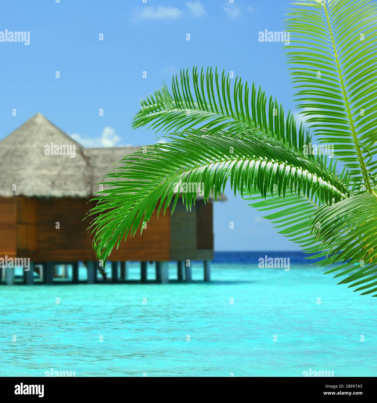 Green palm tree on sea background Stock Photo - Alamy
