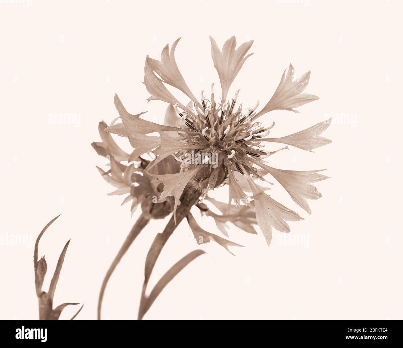 Beautiful spring flowers. Retro effect Stock Photo - Alamy