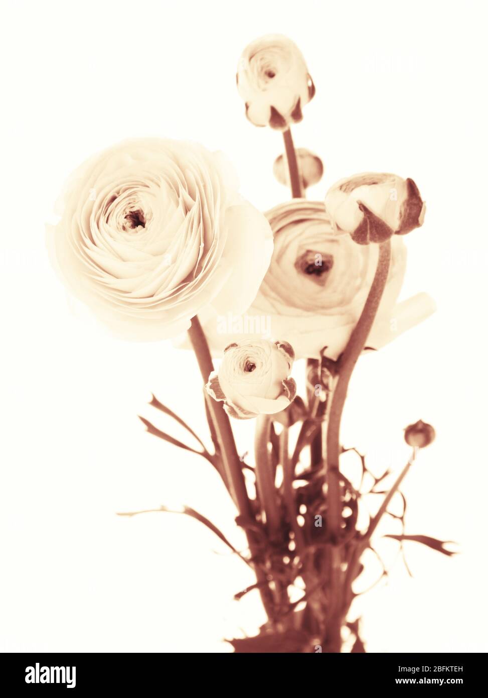 Beautiful spring flowers. Retro effect Stock Photo - Alamy