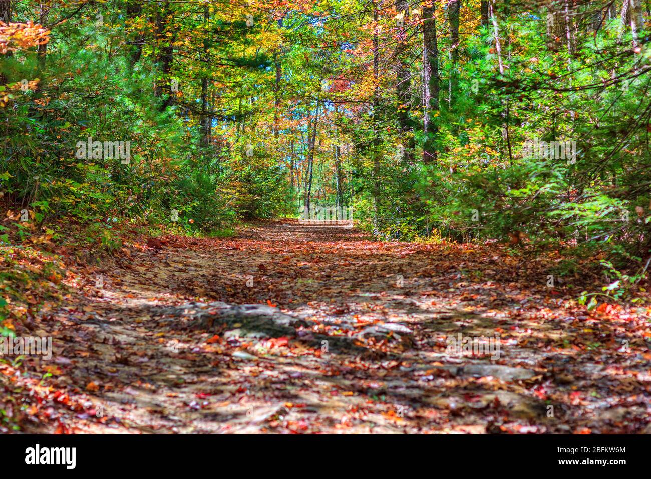 Trail through the forest in Autumn Stock Photo - Alamy