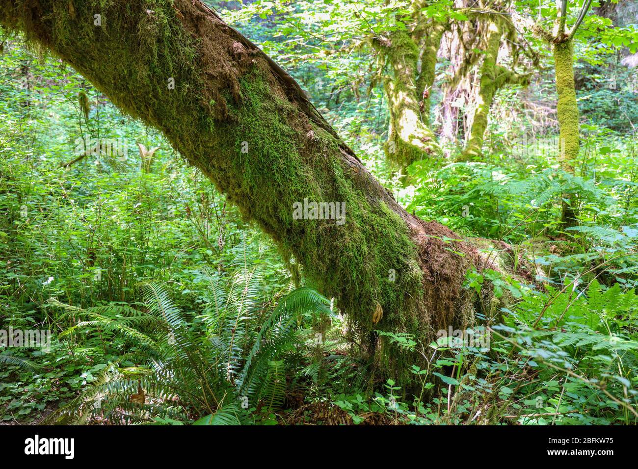 The Hall of Mosses Trail in the Hoh Rain Forest of Olympic National ...