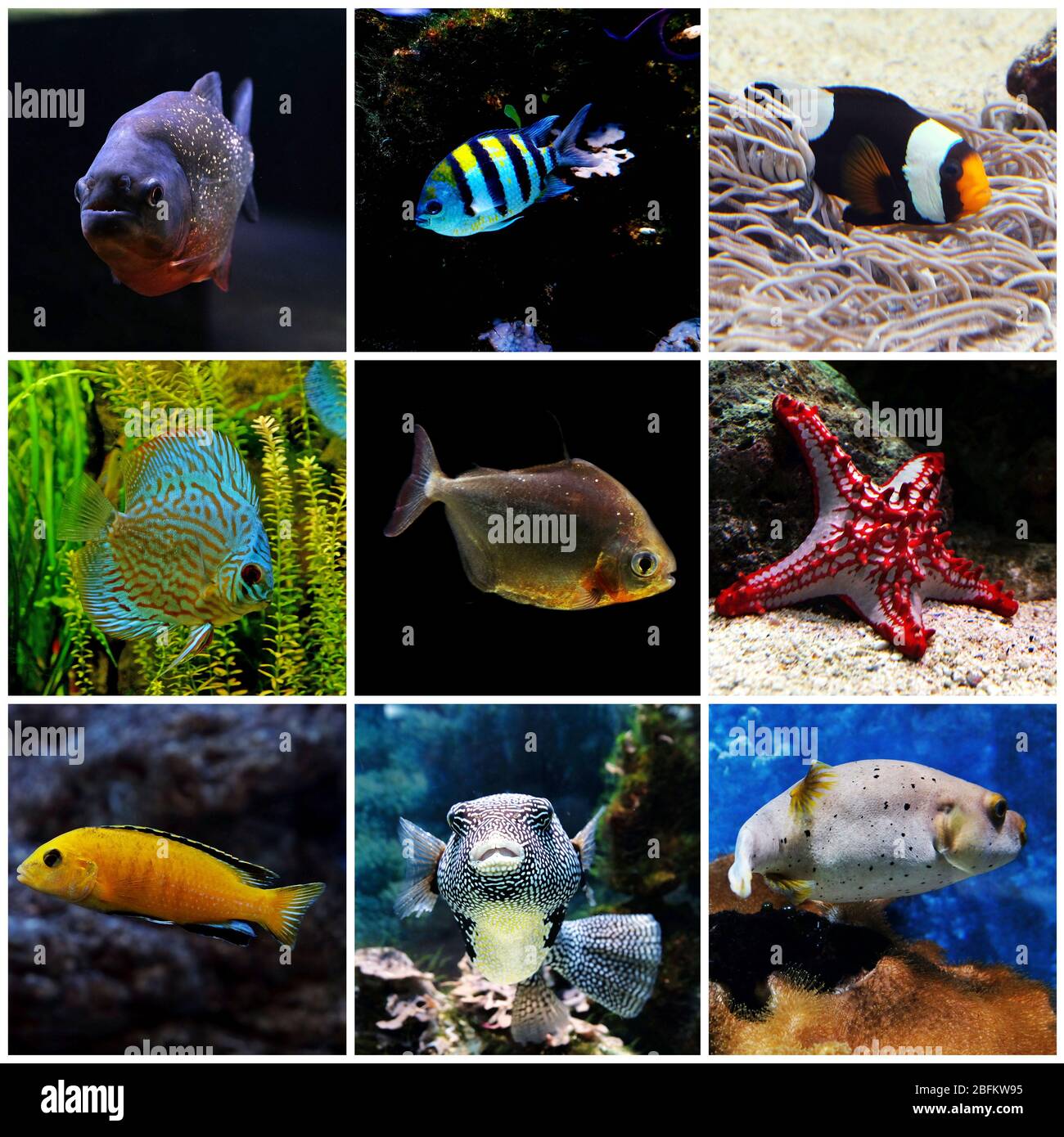 Underwater world - exotic fishes in an aquarium Stock Photo - Alamy