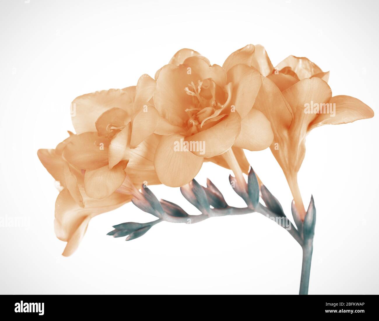 Beautiful spring flowers. Retro effect Stock Photo - Alamy