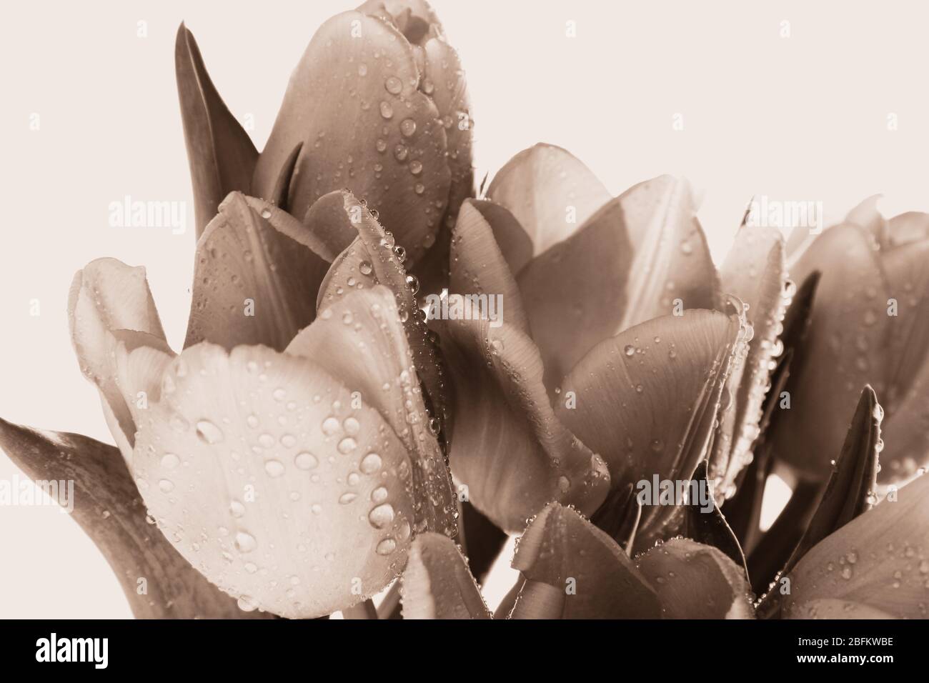 Beautiful spring flowers. Retro effect Stock Photo - Alamy