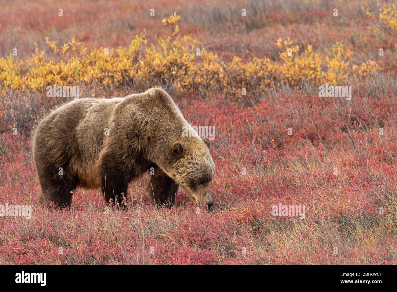 Grizzly Bear in Denali National Park Alaska in Autumn Stock Photo - Alamy