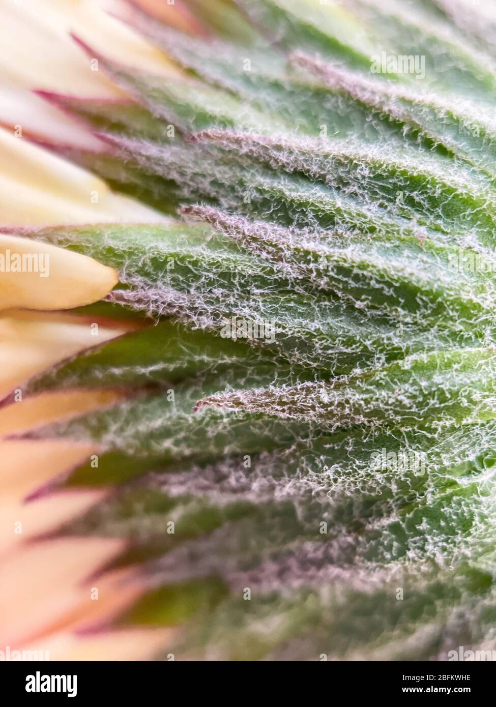 Receptacle of the flower hi-res stock photography and images - Alamy