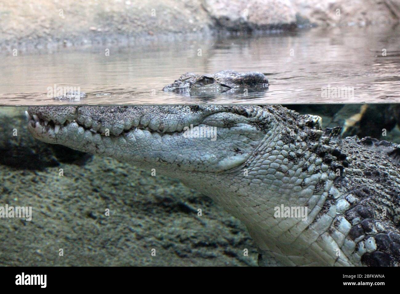 Krokodil crocodylia hi-res stock photography and images - Alamy