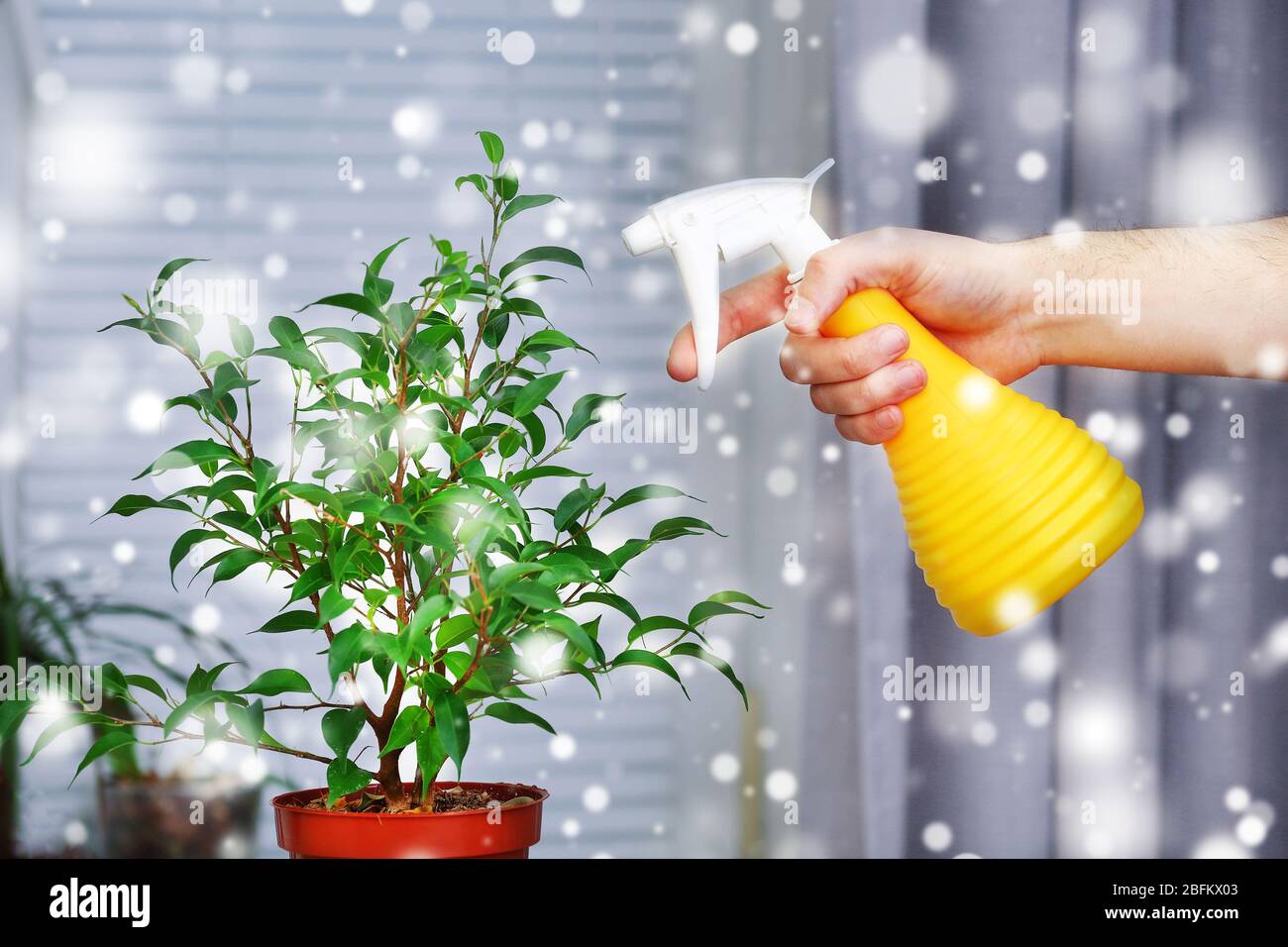 Male hand spraying flowers on white window background over snow effect ...