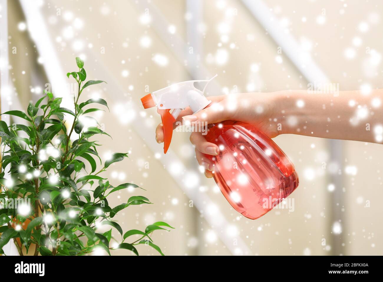 Male hand spraying flowers on light blurred background over snow effect ...