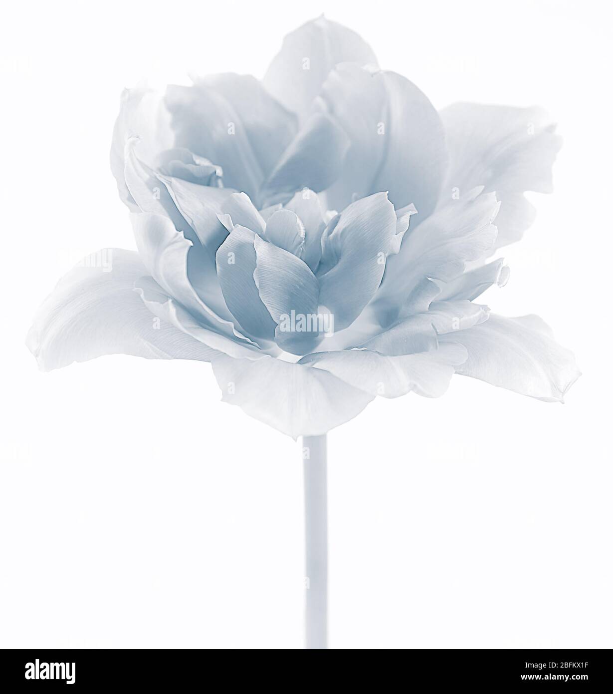 Beautiful spring flower. Retro effect Stock Photo - Alamy