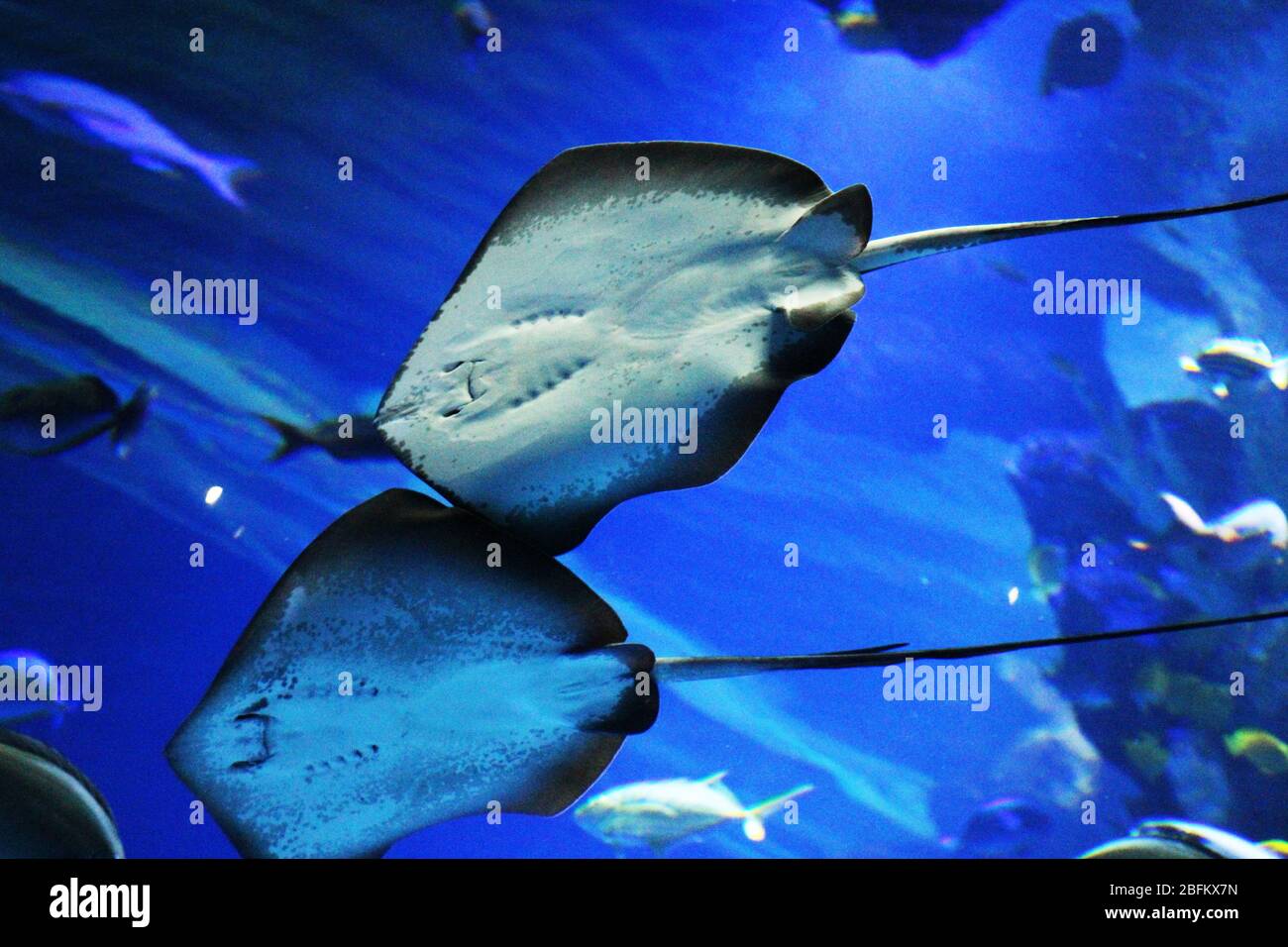 Hypanus hi-res stock photography and images - Alamy