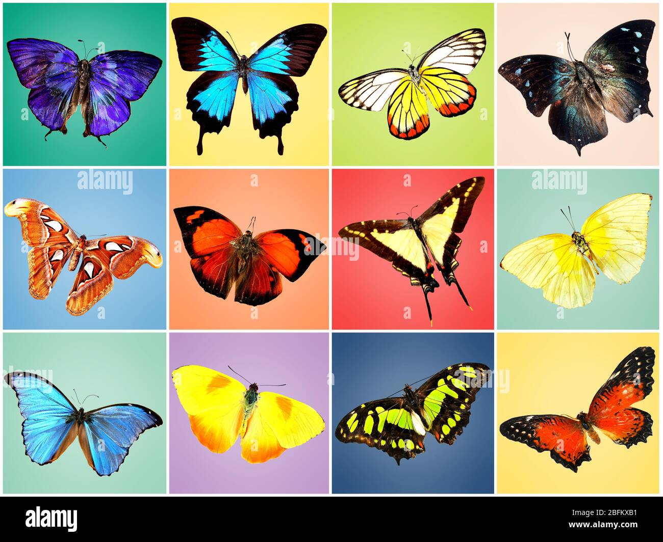 Butterflies collection on bright background Stock Photo - Alamy