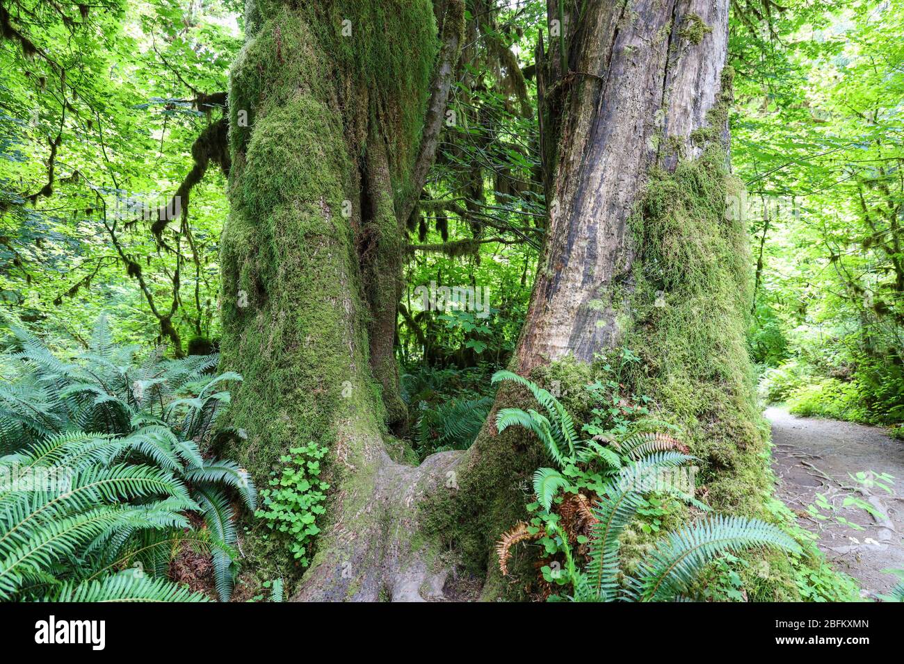 The Hall of Mosses Trail in the Hoh Rain Forest of Olympic National ...