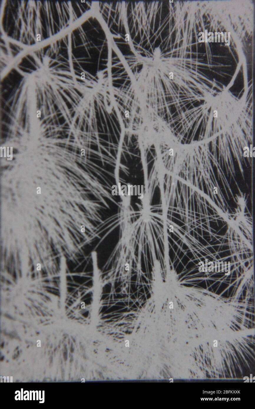 Fine 70s vintage black and white extreme photography of line needles on ...