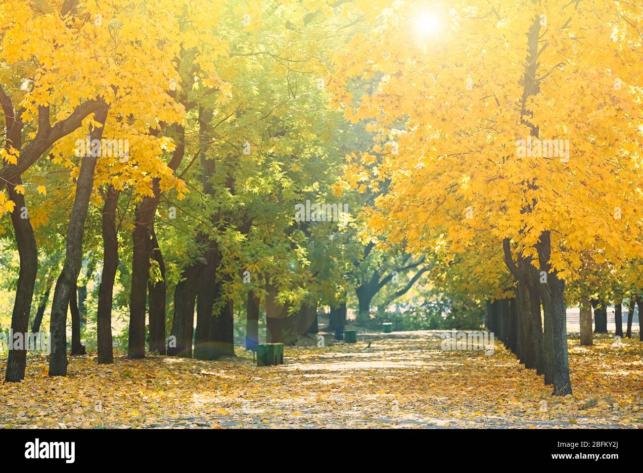 Beautiful autumn park Stock Photo - Alamy