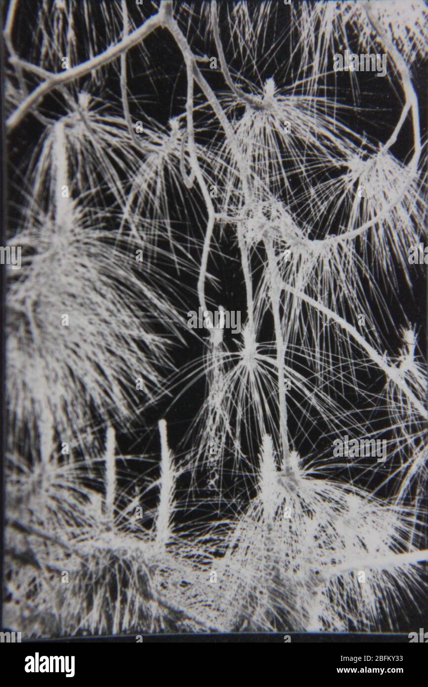 White Needles High Resolution Stock Photography and Images - Alamy