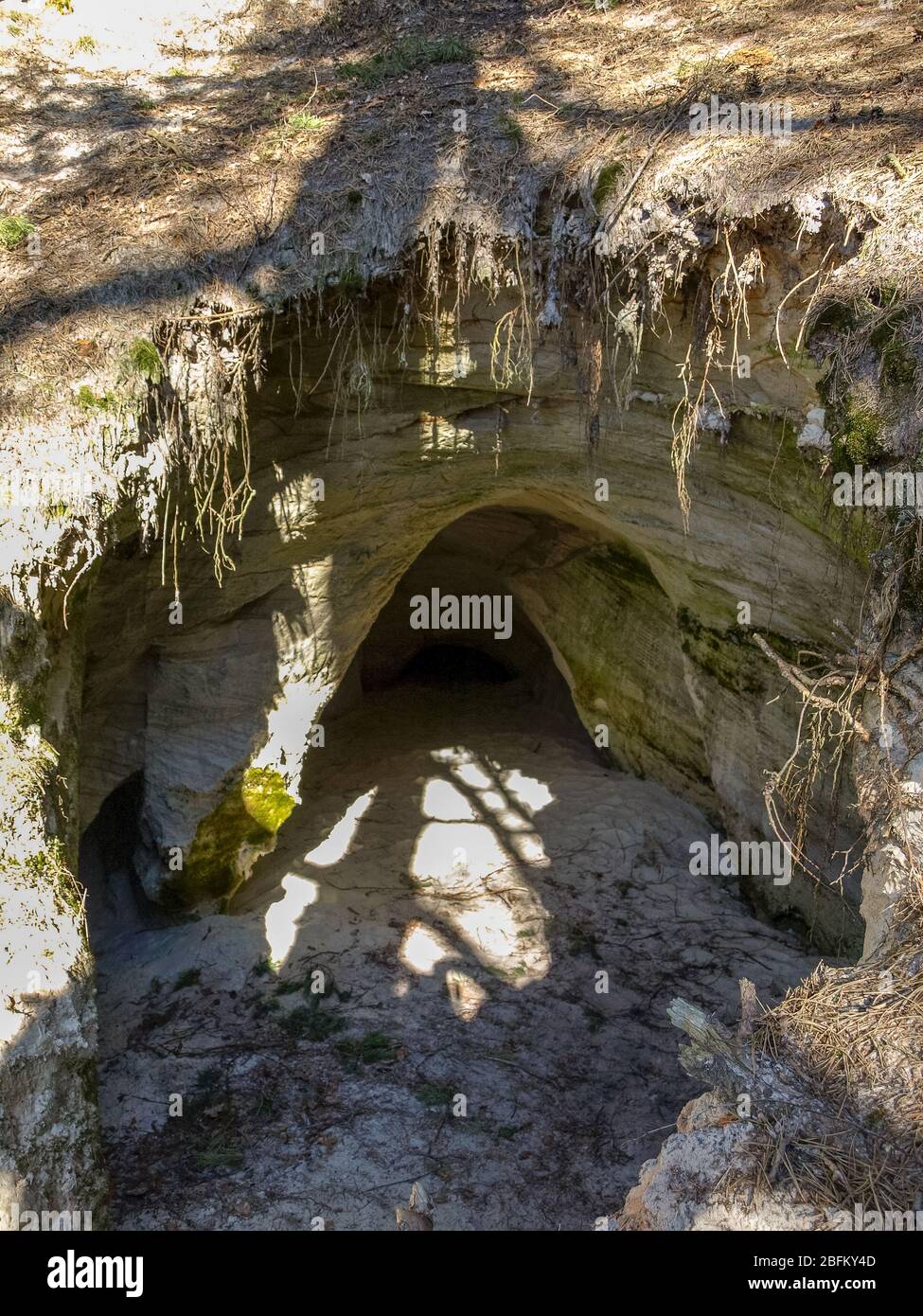 picture with a sandstone wall and tree roots, a cave covered with moss ...