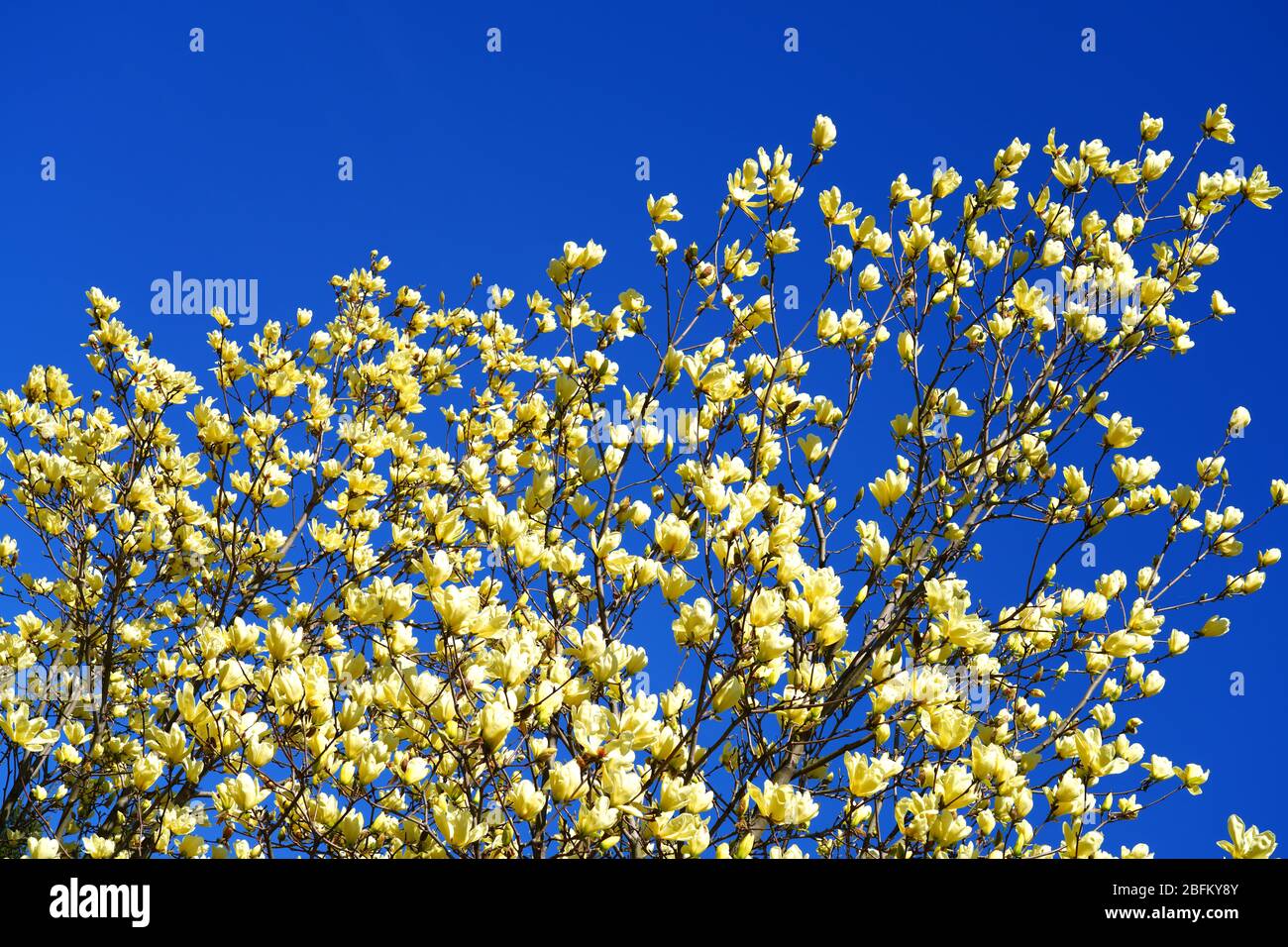 Yellow magnolia flower on a tree in Spring Stock Photo - Alamy