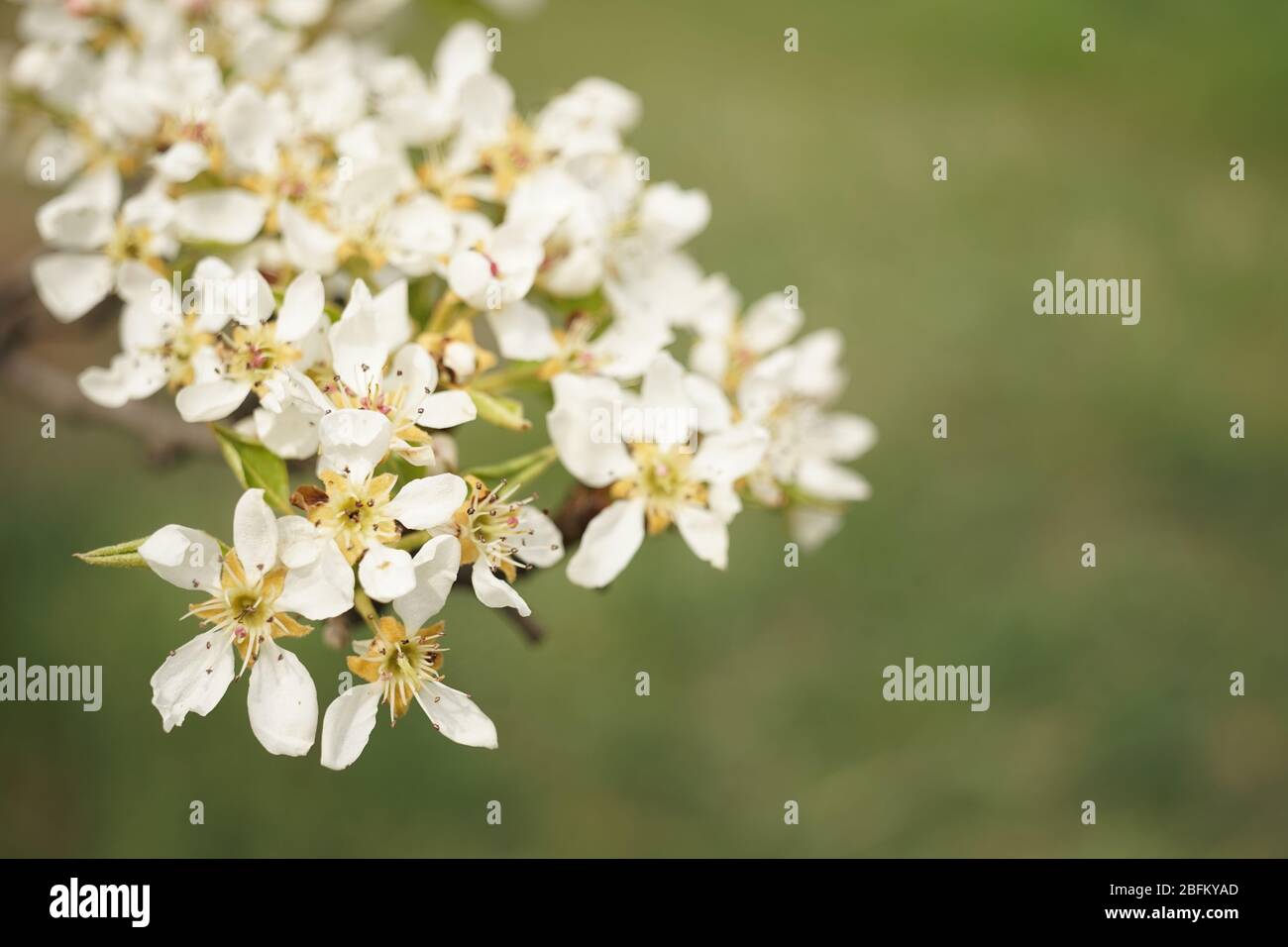 Blooming pear tree closeup branch with many white flowers Stock Photo ...