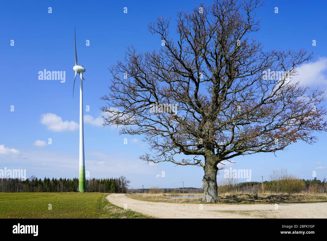 wind generator and large old oak without leaves, nature versus industry ...