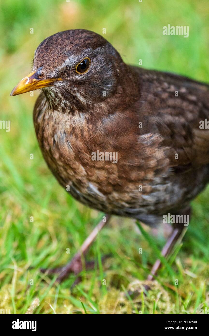 Blackbird Species High Resolution Stock Photography and Images - Alamy