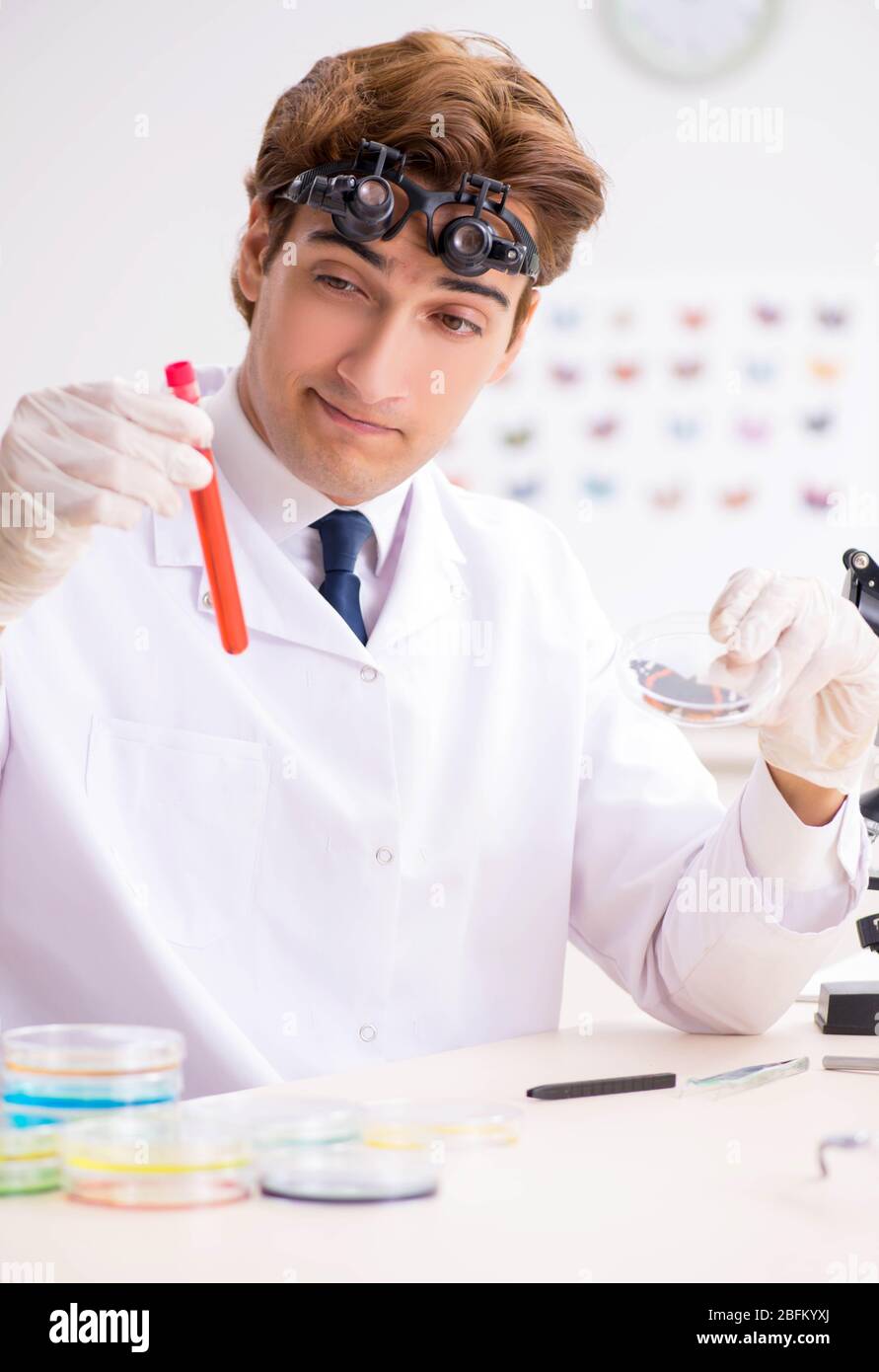 The scientist entomologist studying new butterfly species Stock Photo ...