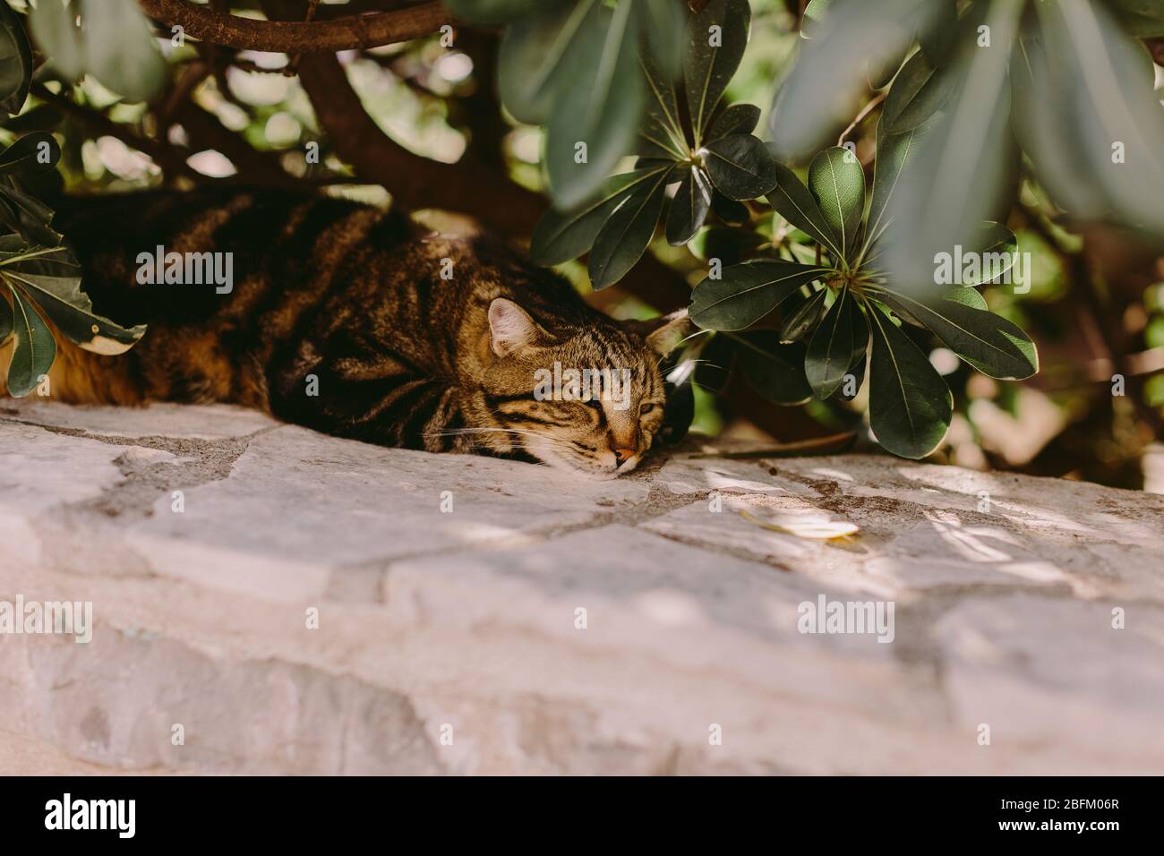 cat laying in tree shadow. Cat relaxing in summer time Stock Photo - Alamy