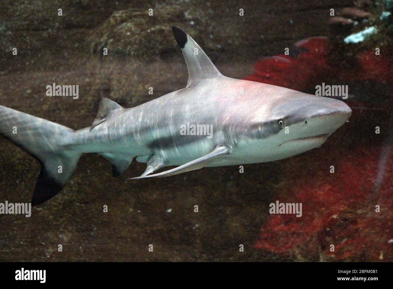 Schwarzspitzen riffhai hi-res stock photography and images - Alamy