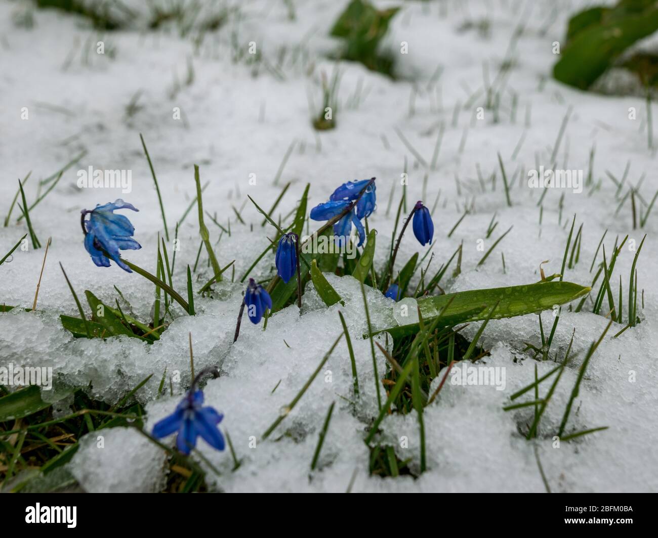 picture with the first spring flowers in the snow, the first spring ...