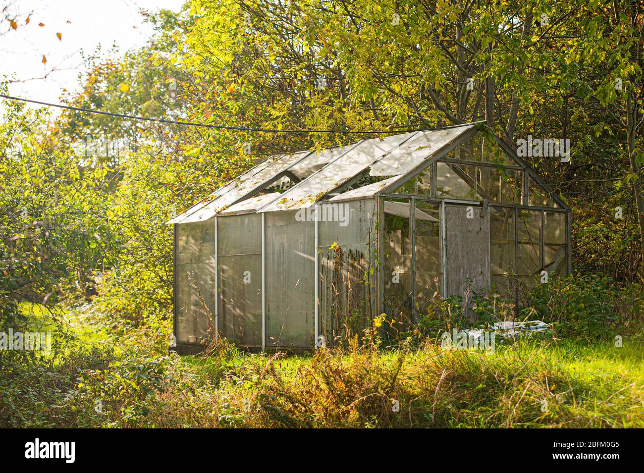 Beautiful old sprawling tree hi-res stock photography and images - Alamy