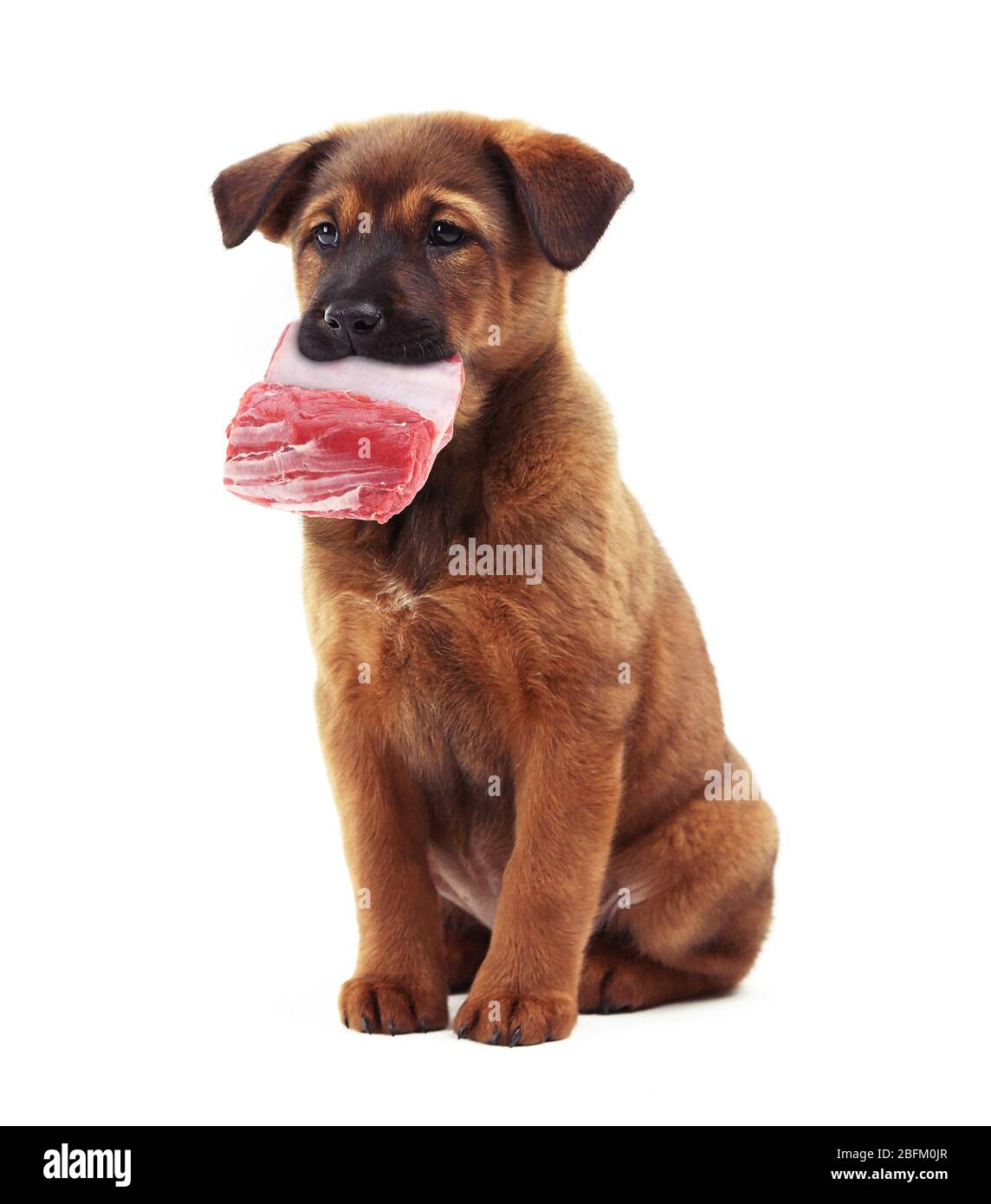 Dog holding raw meat in its mouth, isolated on white Stock Photo - Alamy