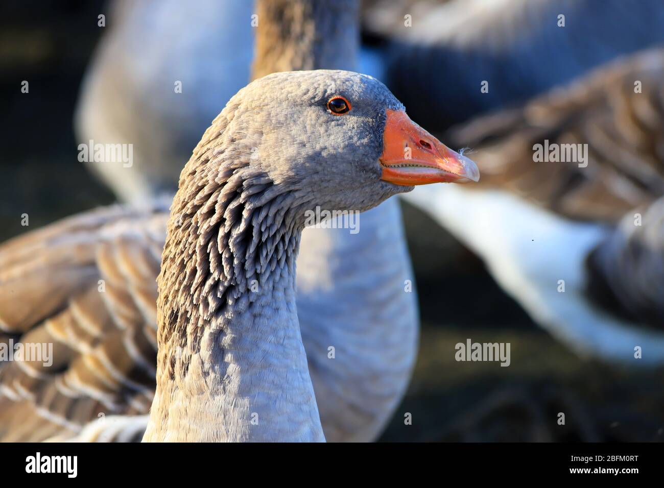 Heads of beautiful gray geese with beaks, perigord geese on a ...
