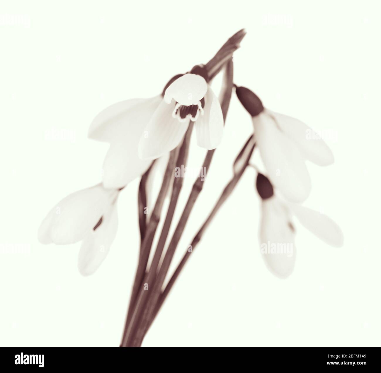 Beautiful spring flowers. Retro effect Stock Photo - Alamy