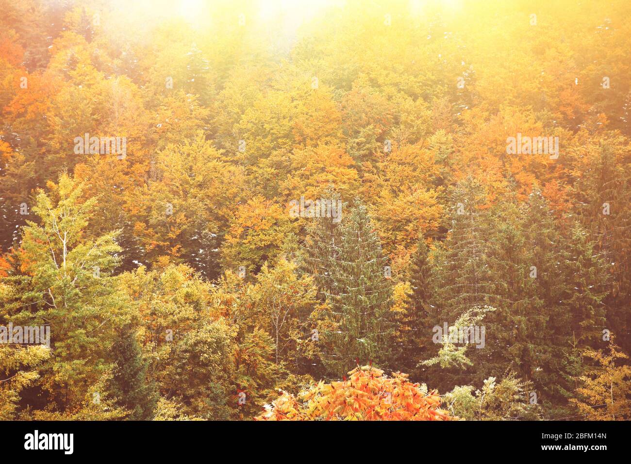 Wonderful sunny autumn hike hi-res stock photography and images - Alamy