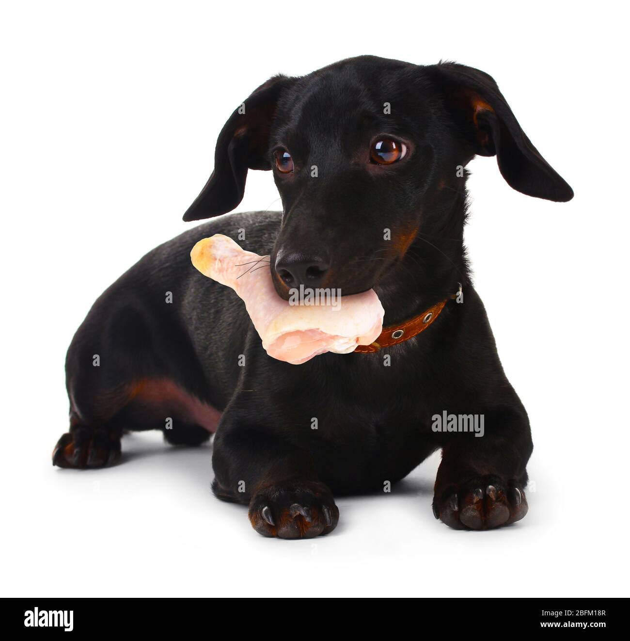 Black mouth cur Cut Out Stock Images & Pictures - Alamy