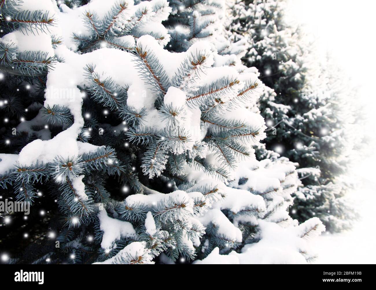 Christmas fir trees with fresh natural snow, snowstorm Stock Photo - Alamy