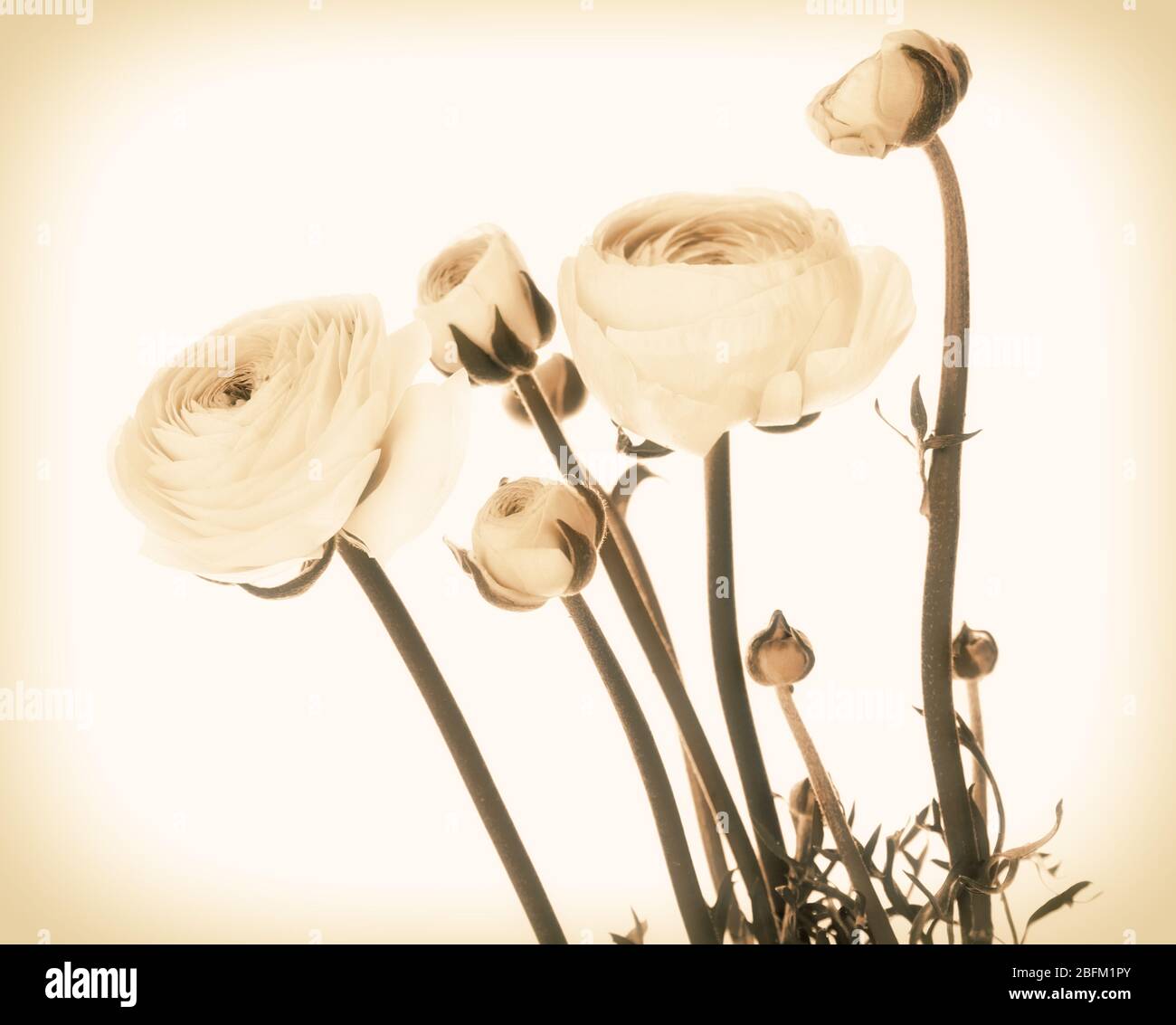 Plant style nature ranunculaceae hi-res stock photography and images ...