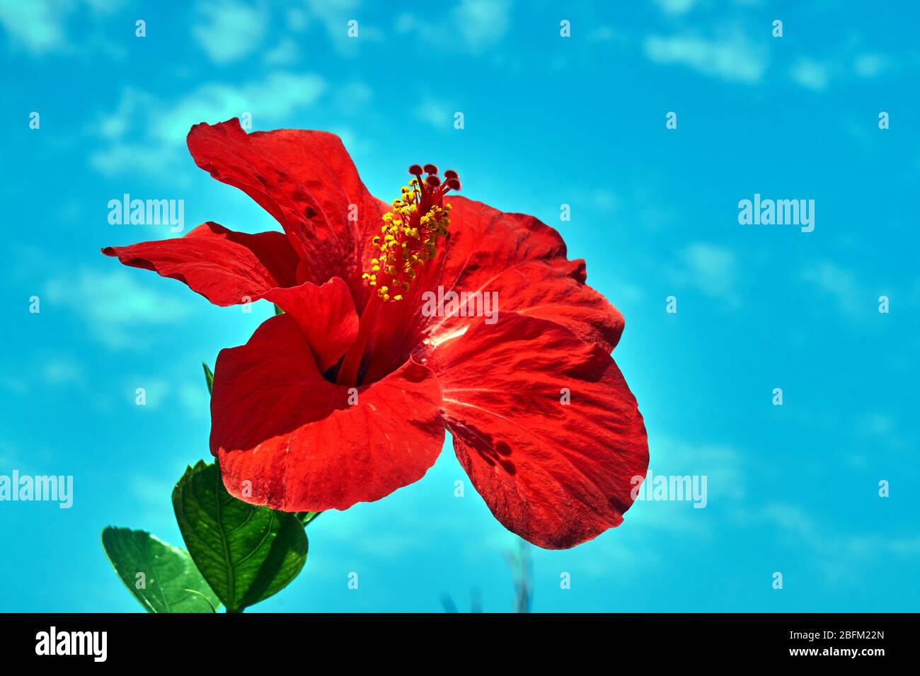 Hibiscus flower blue sky tree hi-res stock photography and images - Alamy