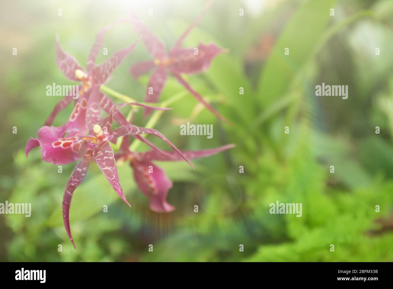 Colorful fully grown orchids in greenhouse Stock Photo - Alamy