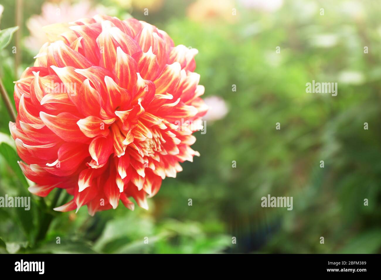 Beautiful dahlia flower, close up Stock Photo - Alamy