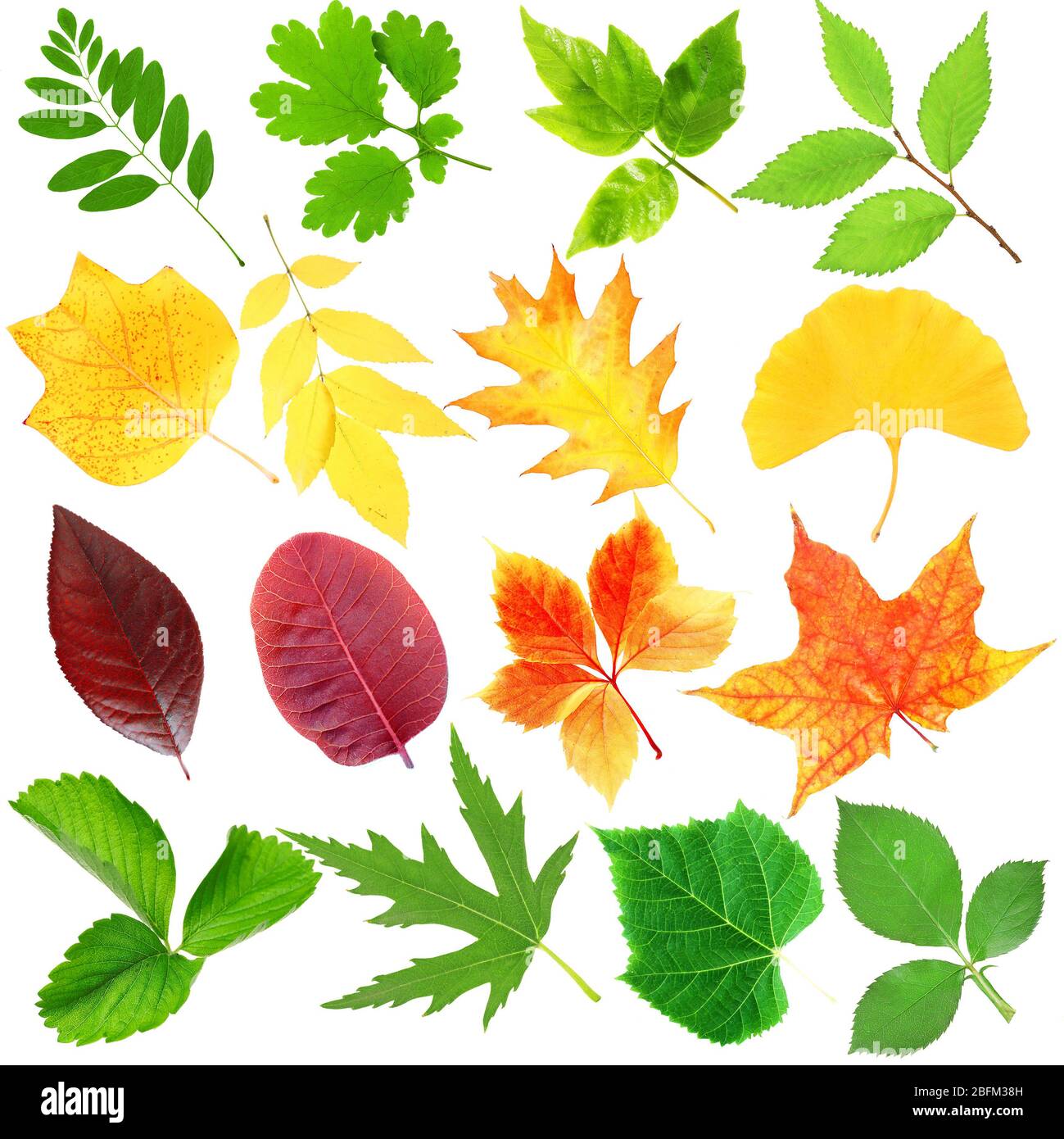 Different colorful leaves, isolated on white Stock Photo - Alamy