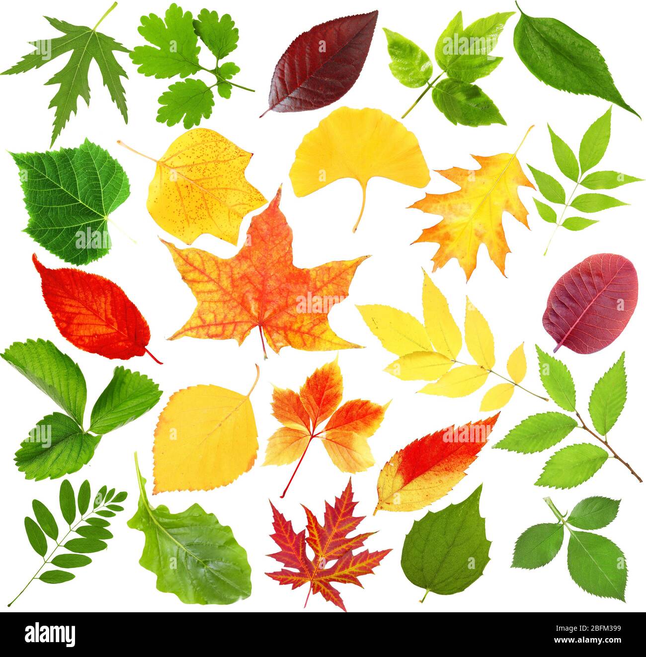 Beautiful detailed colorful decoration Cut Out Stock Images & Pictures ...