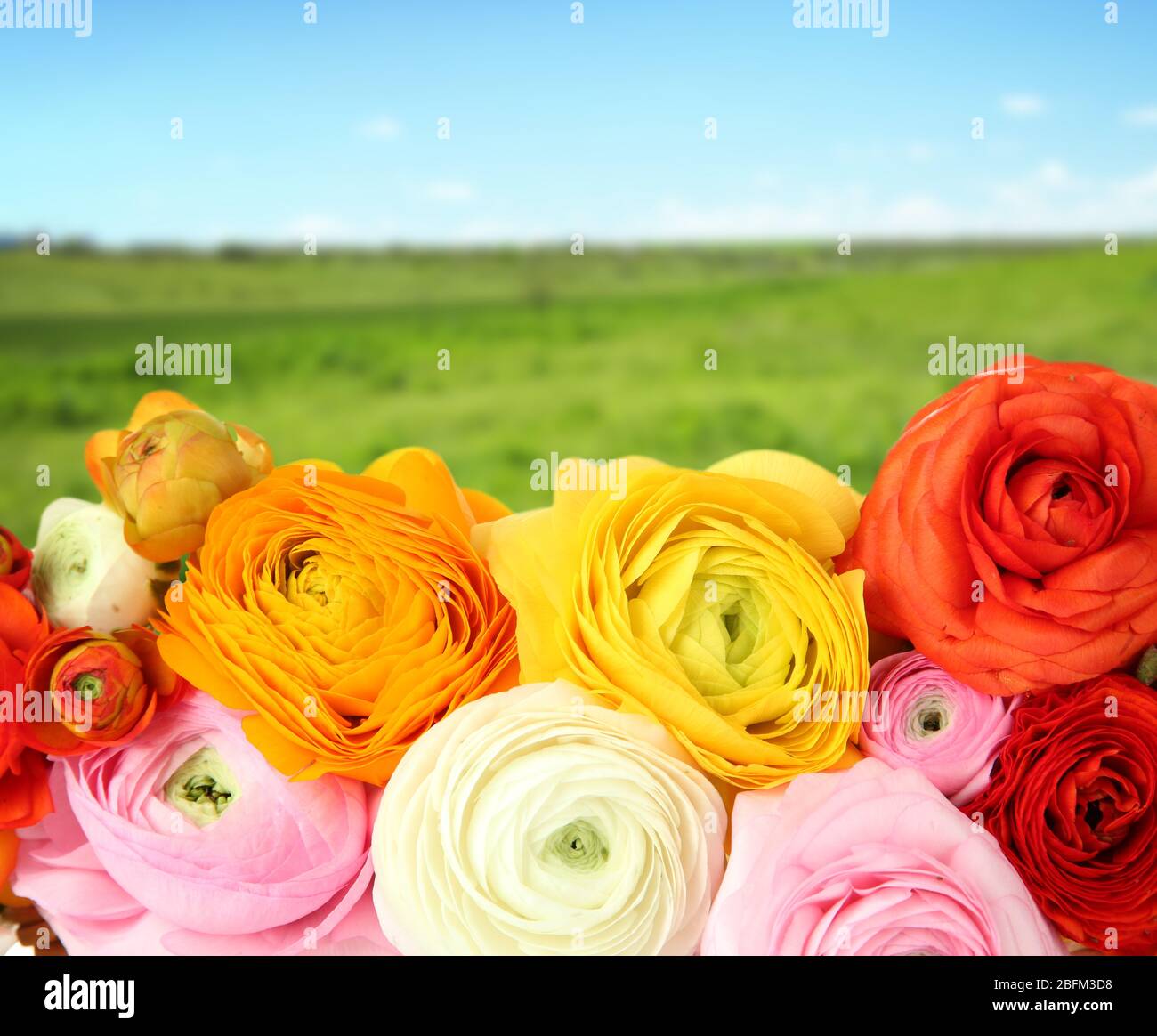 White ranunculus boquet hi-res stock photography and images - Alamy