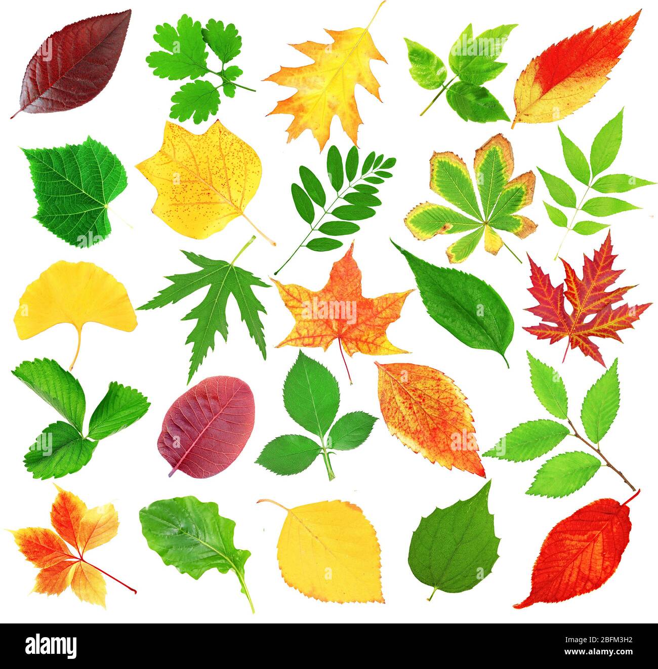 Different colorful leaves, isolated on white Stock Photo - Alamy