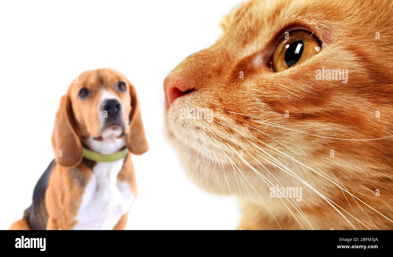 Cat and dog, isolated on white Stock Photo - Alamy