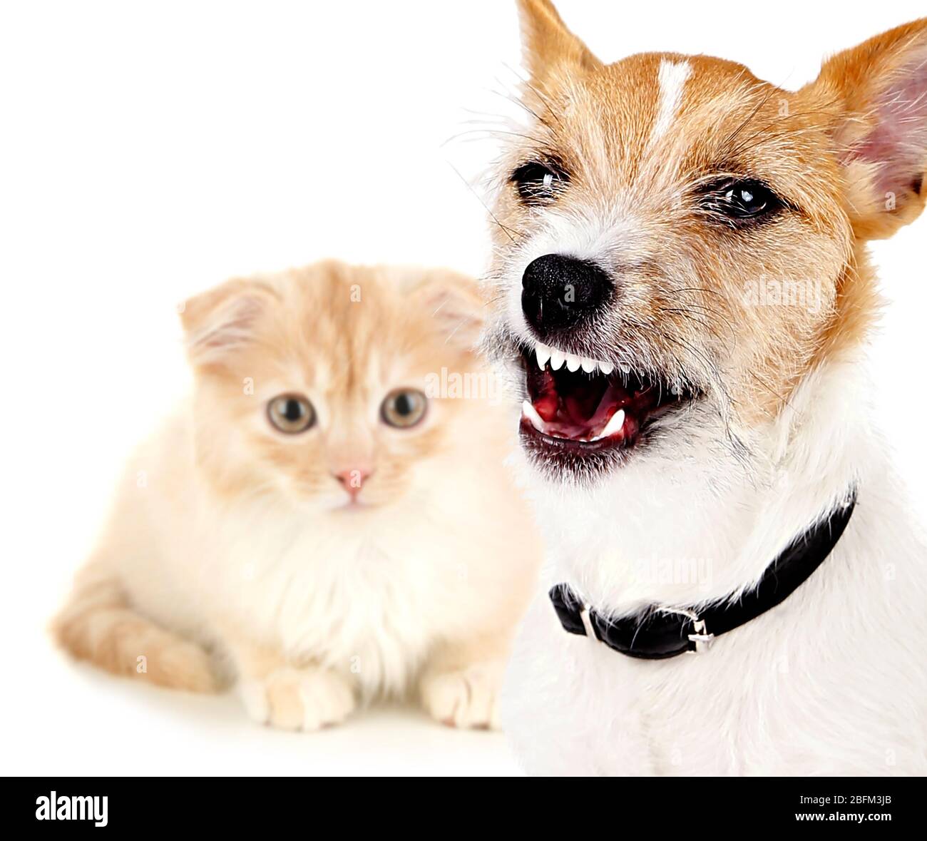 Angry dog and happy cat, isolated on white Stock Photo - Alamy