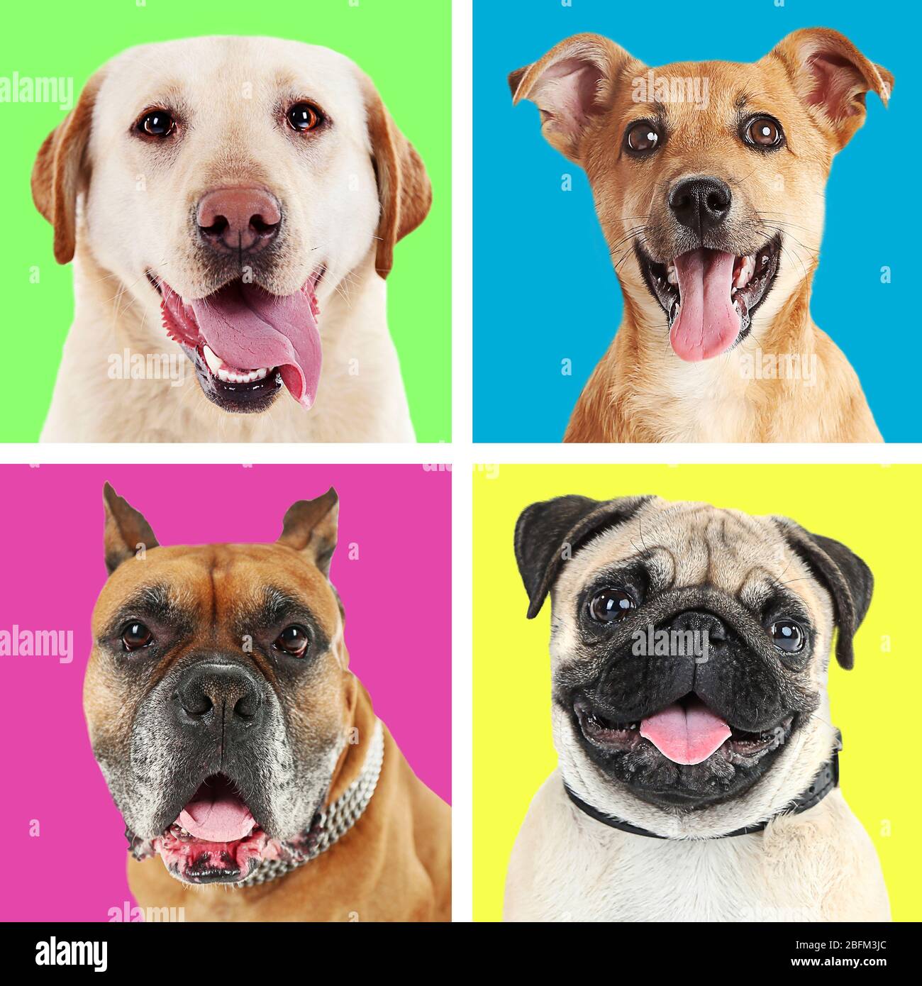 Portraits of cute dogs on colorful backgrounds Stock Photo - Alamy